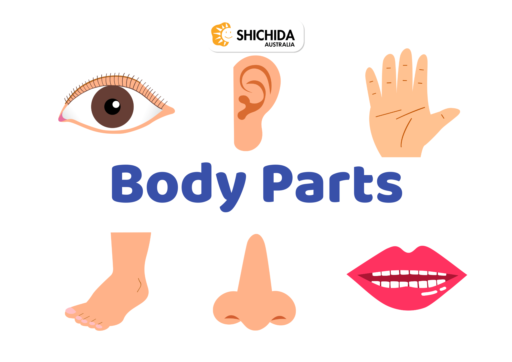 Flashcards Body Parts: Fun, Free & Printable Flashcards